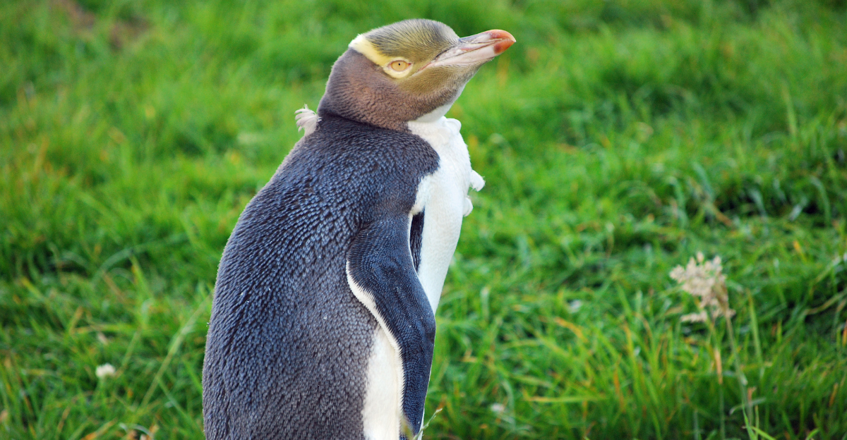 8 Rarest Penguin Species In The World To Celebrate On Penguin Day ...