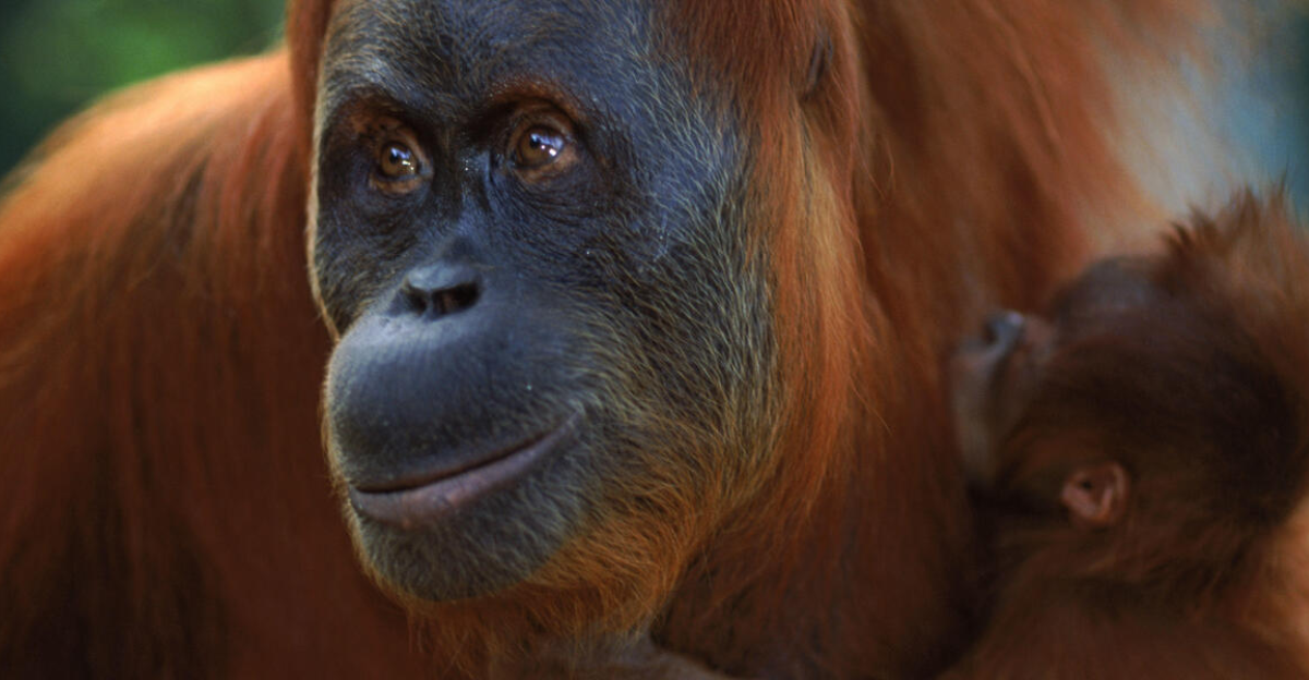 The 9 Largest Primates in the World by Weight | animalplanethq.com