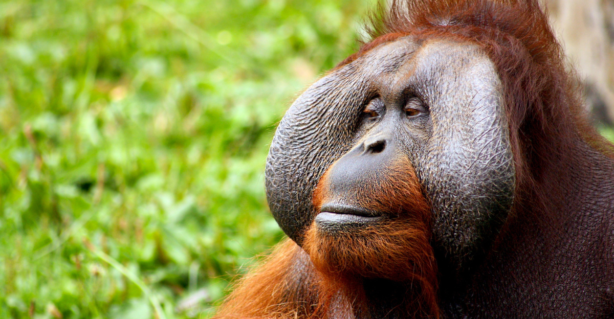 The 9 Largest Primates in the World by Weight | animalplanethq.com