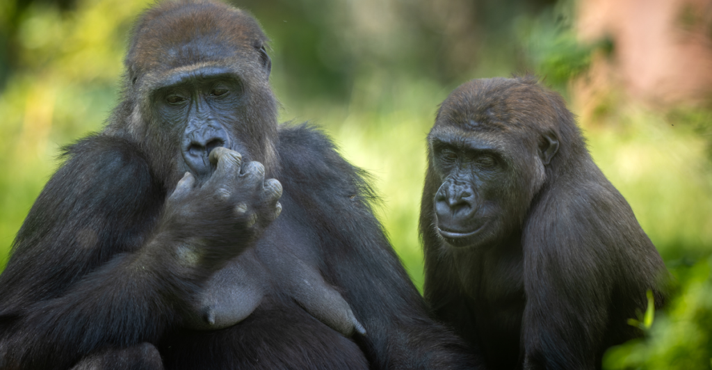 The 9 Largest Primates in the World by Weight | animalplanethq.com