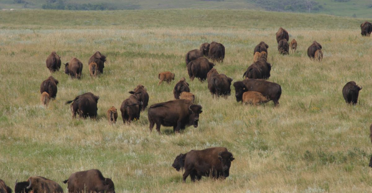 The 9 States Home to America’s Largest Bison Herds | animalplanethq.com