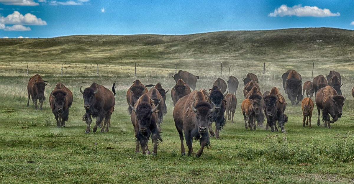 The 9 States Home to America’s Largest Bison Herds | animalplanethq.com