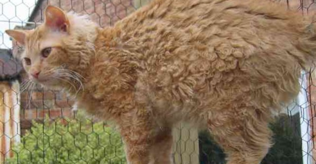 The 9 Smallest Domestic Cat Breeds | animalplanethq.com