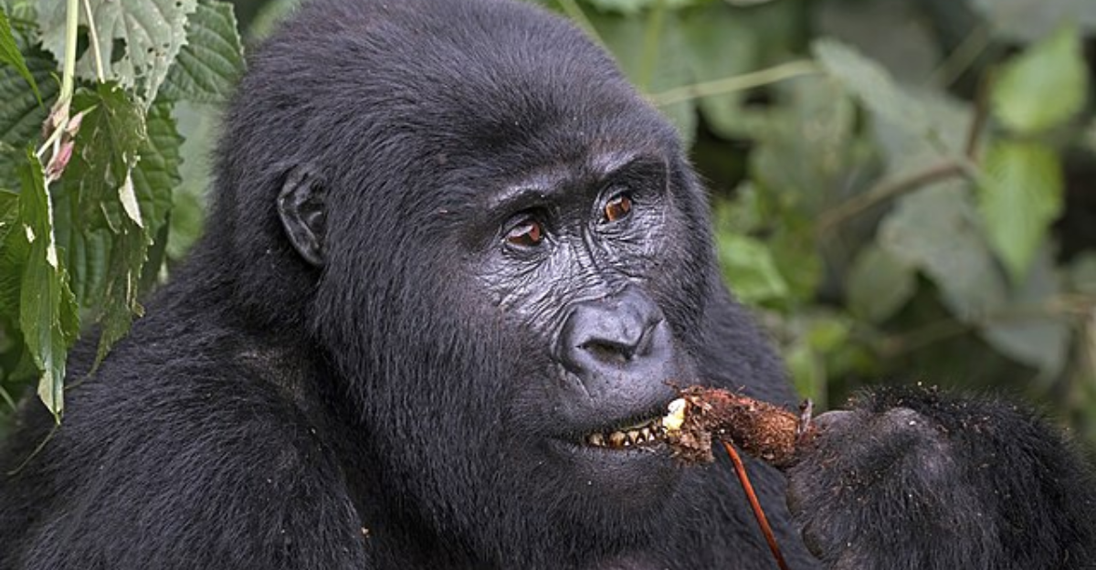 The 9 Largest Primates in the World by Weight | animalplanethq.com