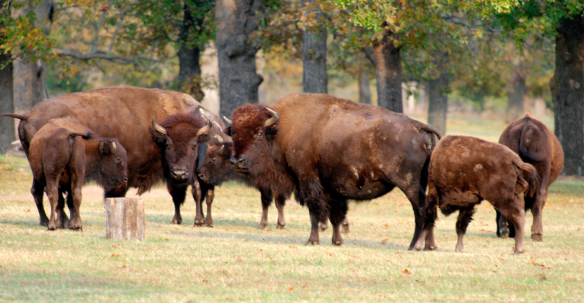 The 9 States Home to America’s Largest Bison Herds | animalplanethq.com