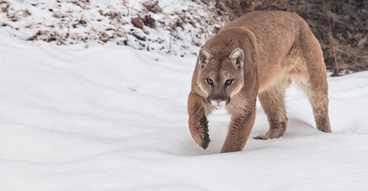 Michigan ‘Ghost’ Species Photographed For First Time In Over 100 Years ...