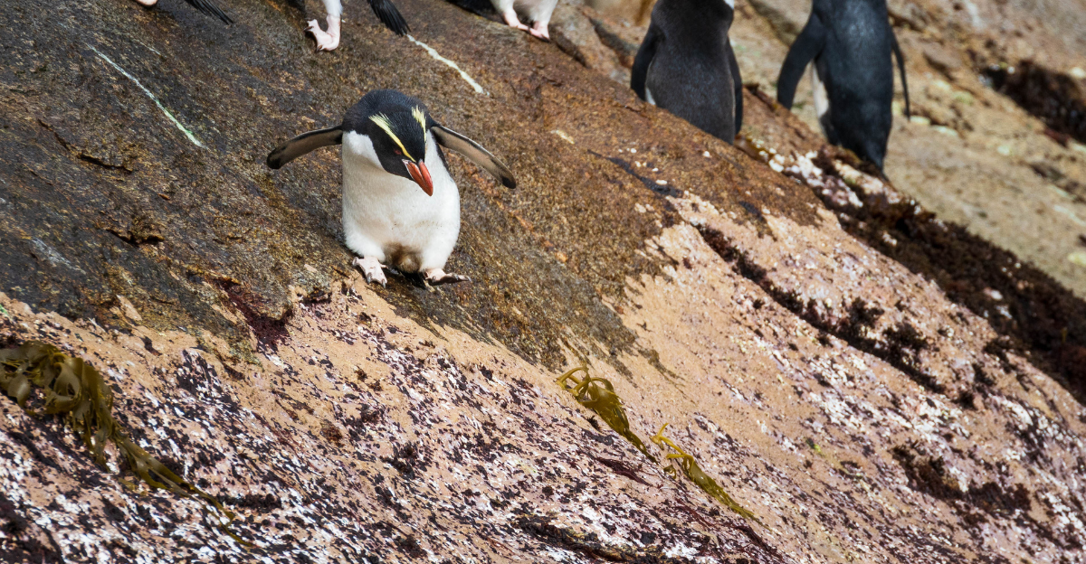 8 Rarest Penguin Species In The World To Celebrate On Penguin Day ...