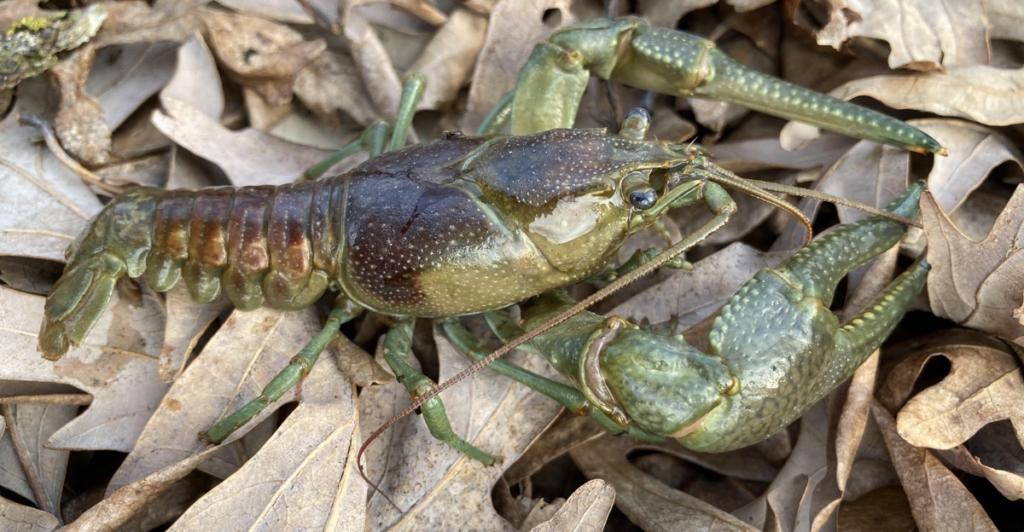 Top 10 Invasive Species of the Great Lakes | animalplanethq.com