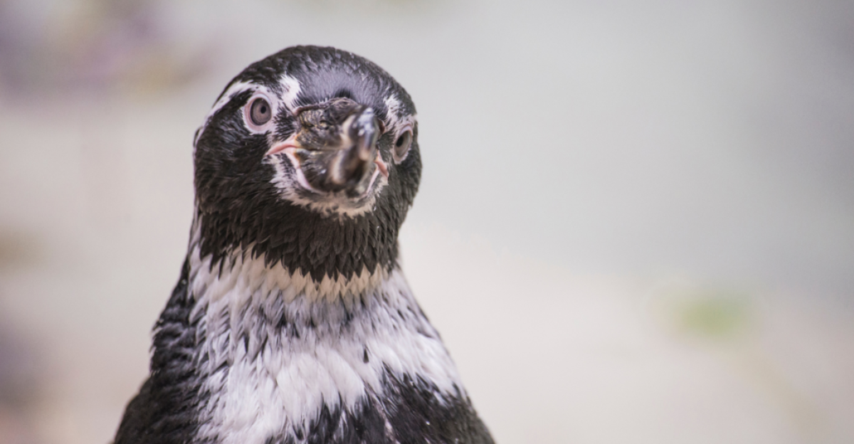 8 Rarest Penguin Species In The World To Celebrate On Penguin Day ...