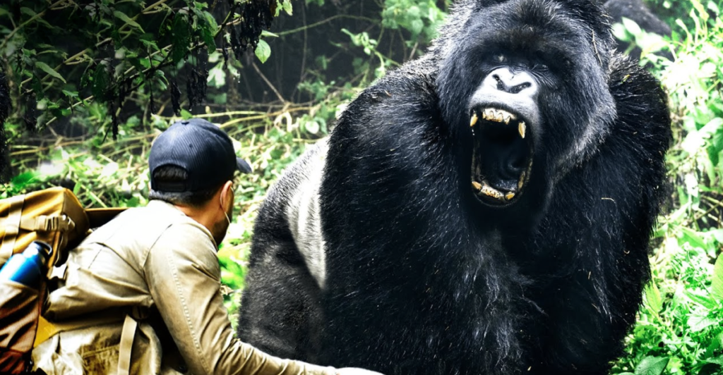 The 9 Largest Primates in the World by Weight | animalplanethq.com