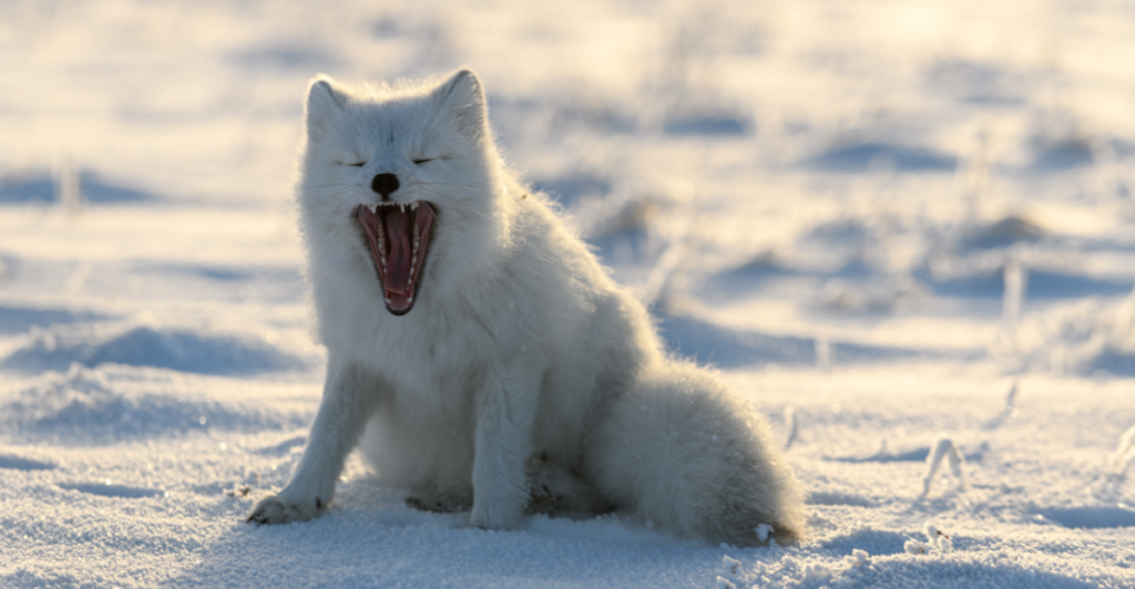 9 Fascinating Animals That Can Change Their Color | animalplanethq.com