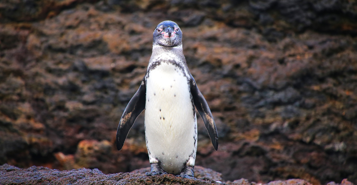 9 Most Unique Penguin Species in the World | animalplanethq.com