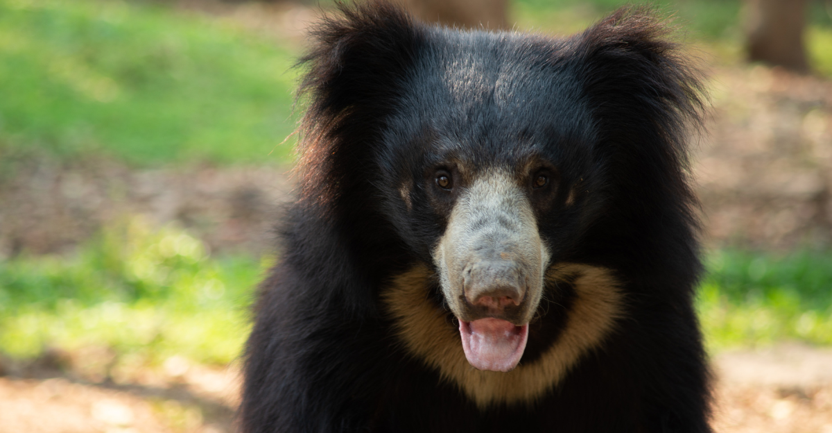 8 Rarest Bear Species in the World You’ve Probably Never Heard Of ...