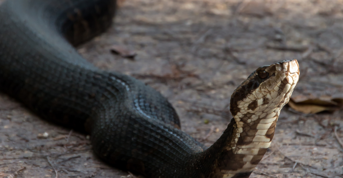 The 8 Most Dangerous Water Snakes Found in Texas | animalplanethq.com
