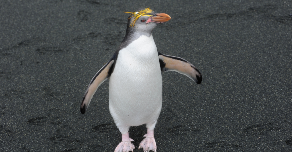 9 Most Unique Penguin Species in the World | animalplanethq.com