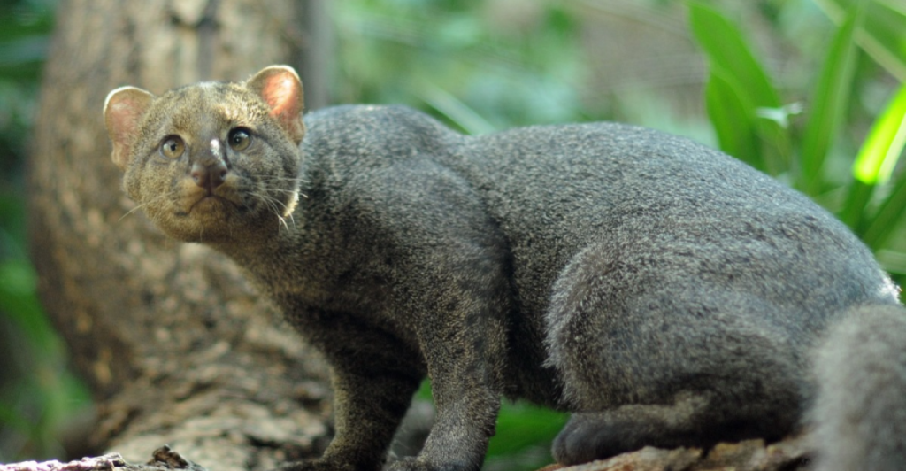 The 9 Largest Wild Cats Spotted in America | animalplanethq.com