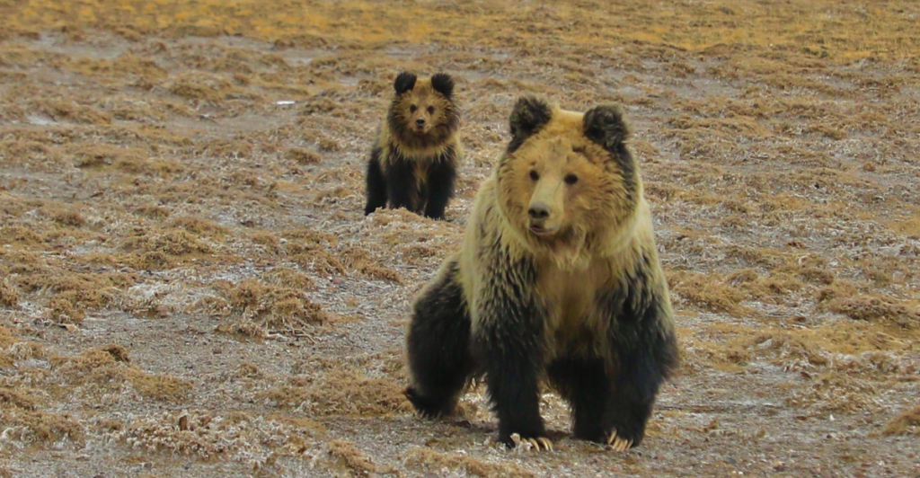 8 Rarest Bear Species in the World You’ve Probably Never Heard Of ...