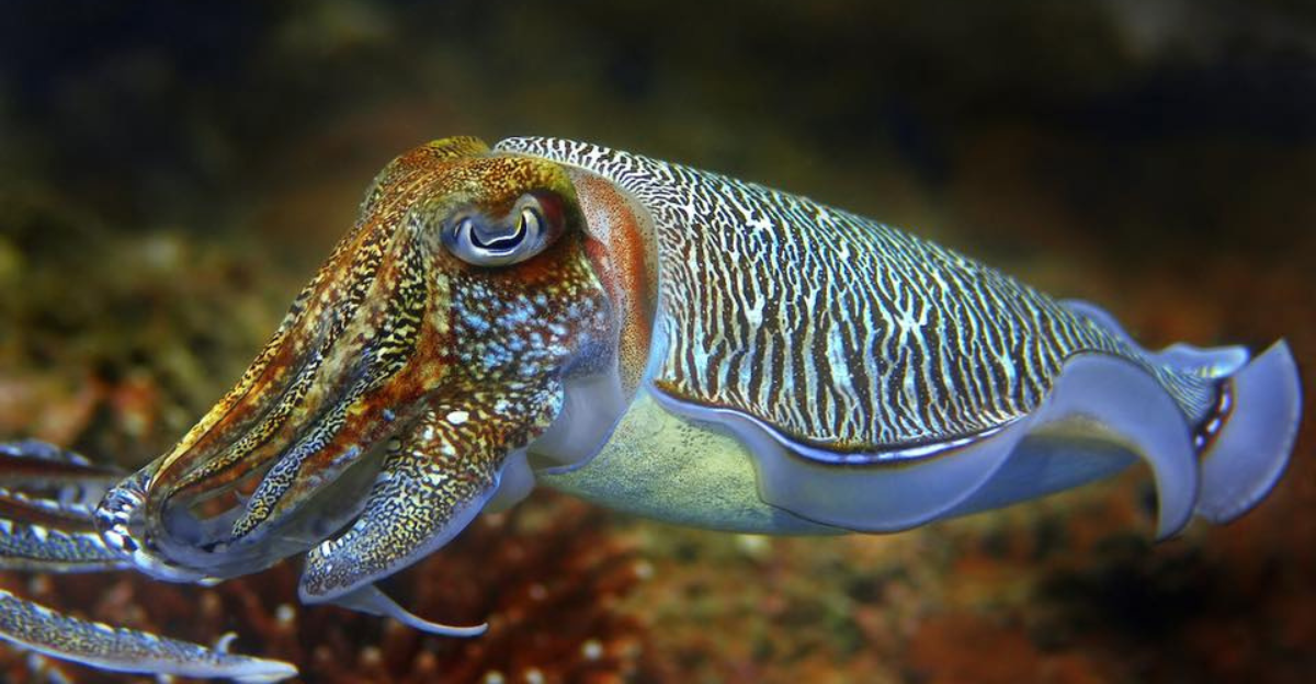 9 Fascinating Animals That Can Change Their Color | animalplanethq.com