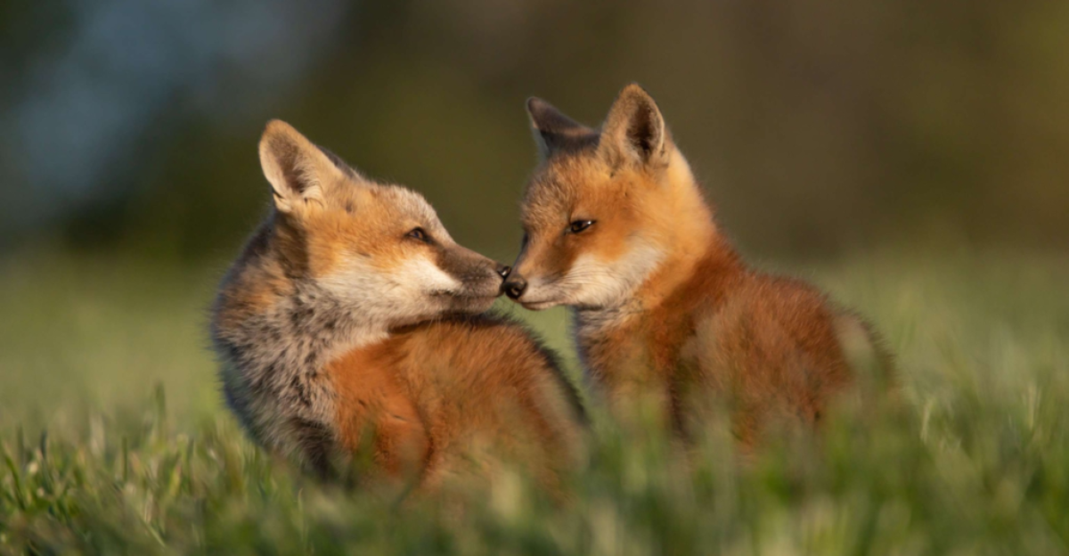These States Are Home to America’s Largest Fox Populations ...