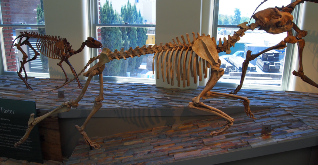 Scientists Reveal Giant Prehistoric Predator That Once Ruled North ...
