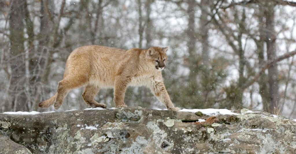 Michigan ‘Ghost’ Species Photographed For First Time In Over 100 Years ...