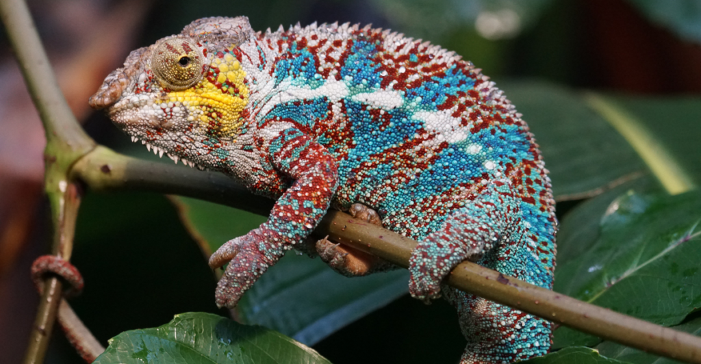 9 Fascinating Animals That Can Change Their Color | animalplanethq.com