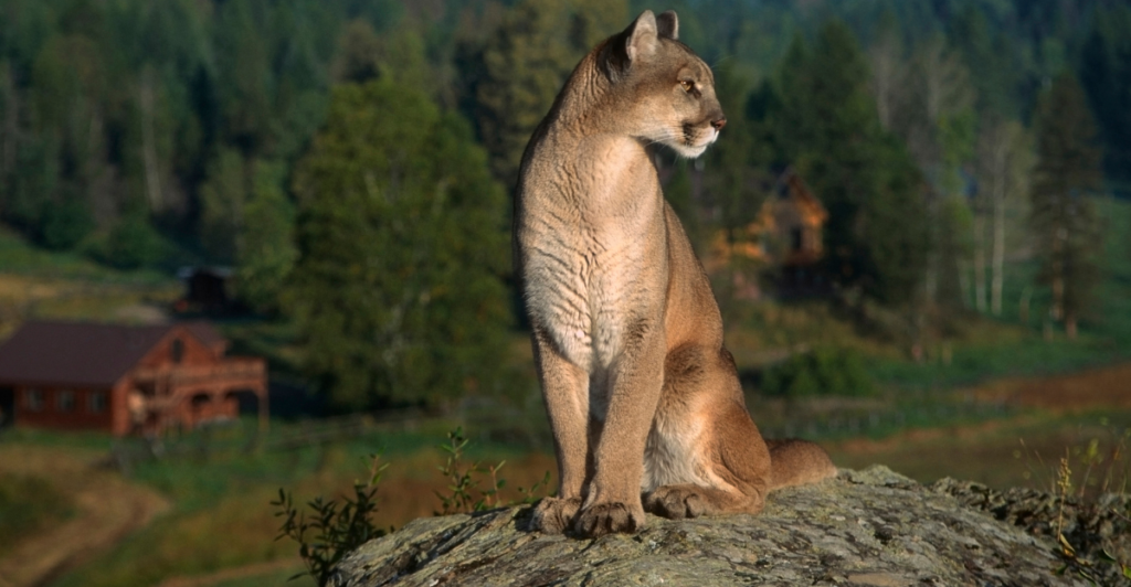 Michigan ‘Ghost’ Species Photographed For First Time In Over 100 Years ...