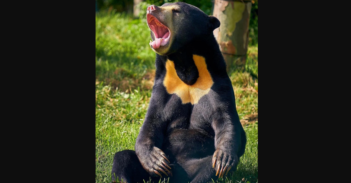 8 Rarest Bear Species in the World You’ve Probably Never Heard Of ...