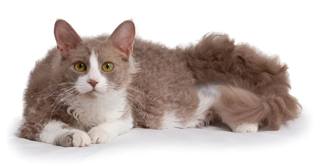 9 Rarest Cat Breeds You’ll See in American Homes | animalplanethq.com