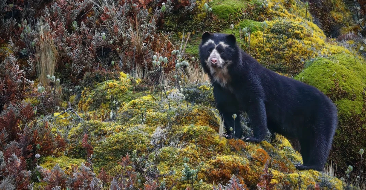 8 Rarest Bear Species in the World You’ve Probably Never Heard Of ...