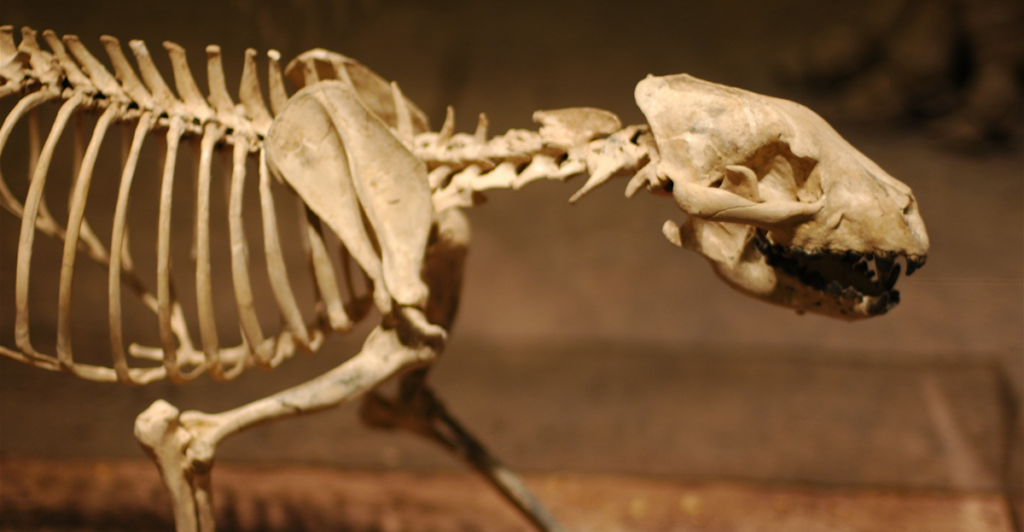 Scientists Reveal Giant Prehistoric Predator That Once Ruled North ...