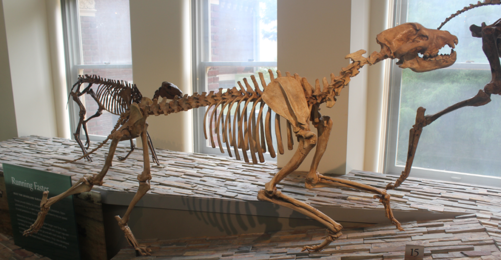 Scientists Reveal Giant Prehistoric Predator That Once Ruled North ...