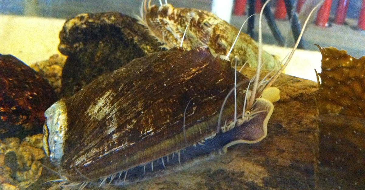 9 Fascinating Animals Equipped with Natural Body Armor | animalplanethq.com