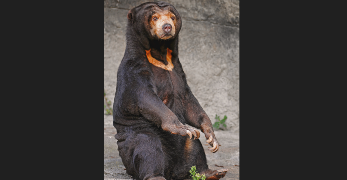 8 Rarest Bear Species in the World You’ve Probably Never Heard Of ...