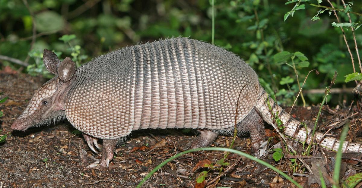 9 Fascinating Animals Equipped with Natural Body Armor | animalplanethq.com