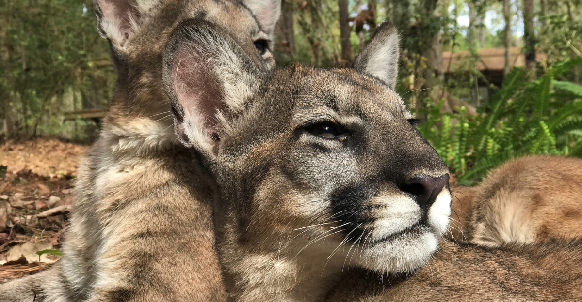 Endangered Florida Panthers Are Facing Threats and Time Is Running Out ...