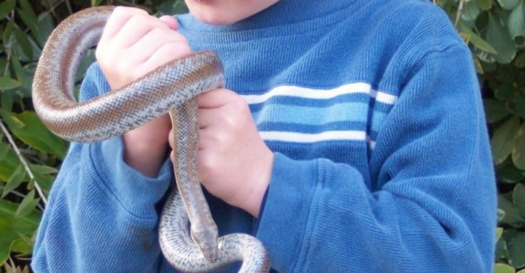 Top 9 Friendliest Snakes in the World | animalplanethq.com