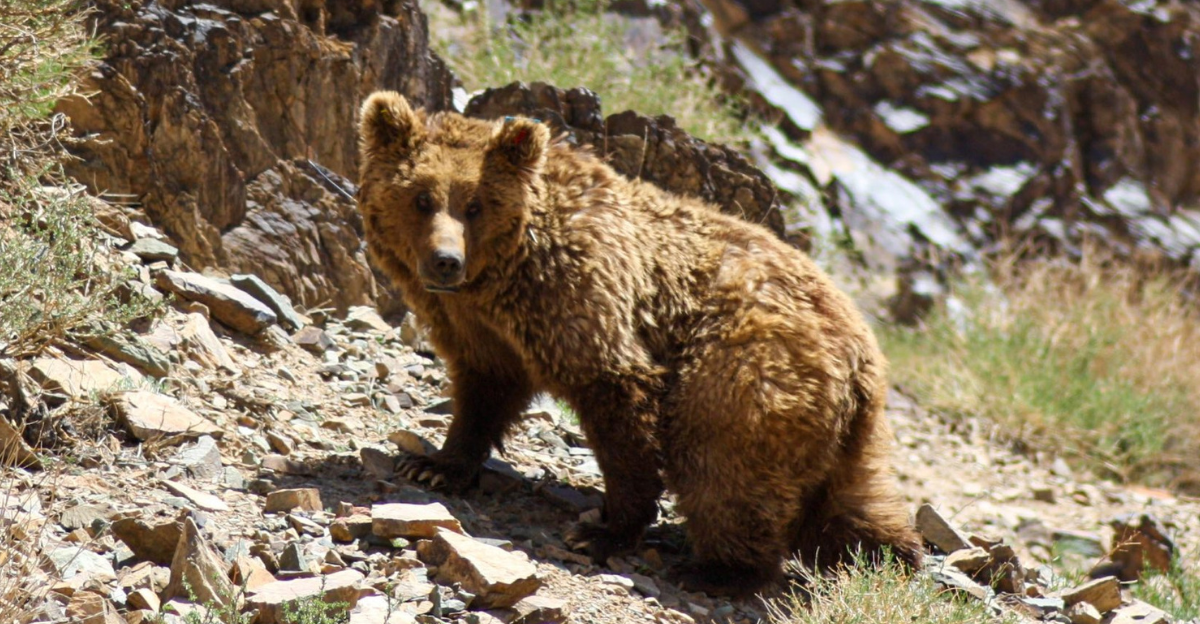 8 Rarest Bear Species in the World You’ve Probably Never Heard Of ...