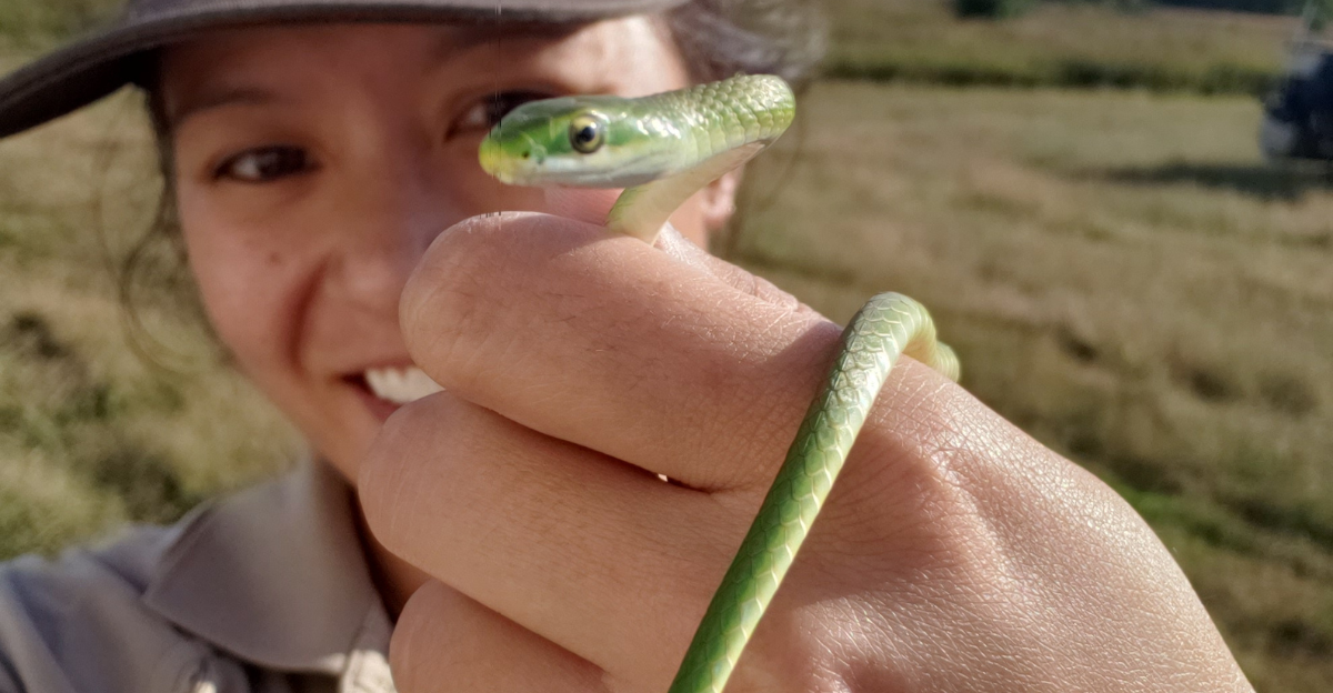 Top 9 Friendliest Snakes in the World | animalplanethq.com