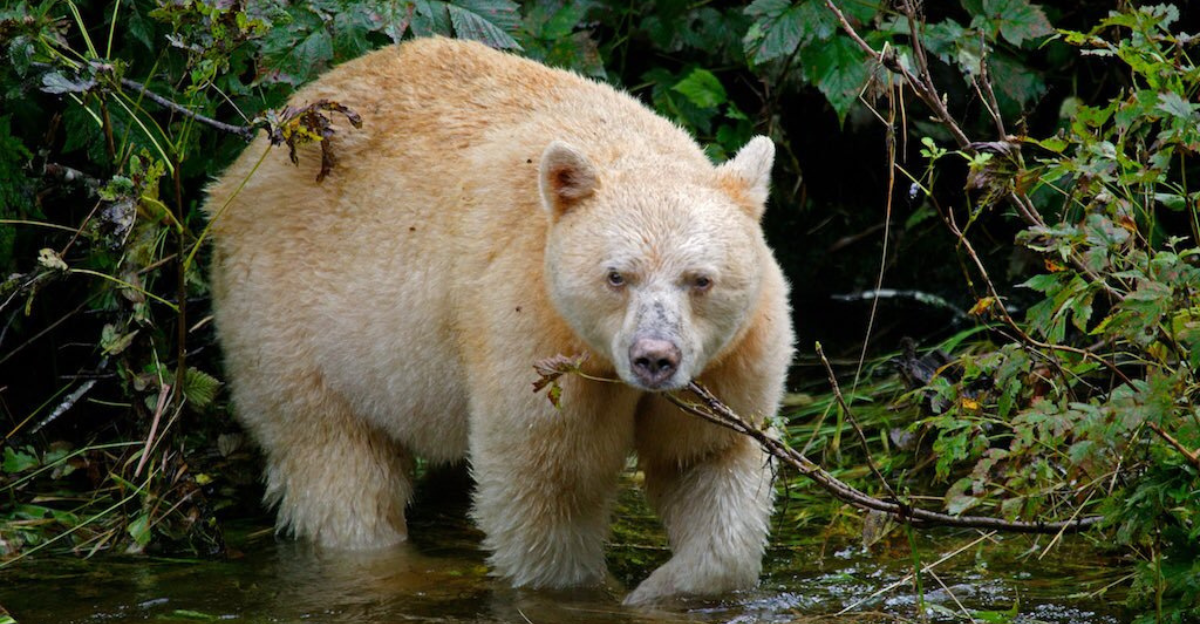 8 Rarest Bear Species in the World You’ve Probably Never Heard Of ...