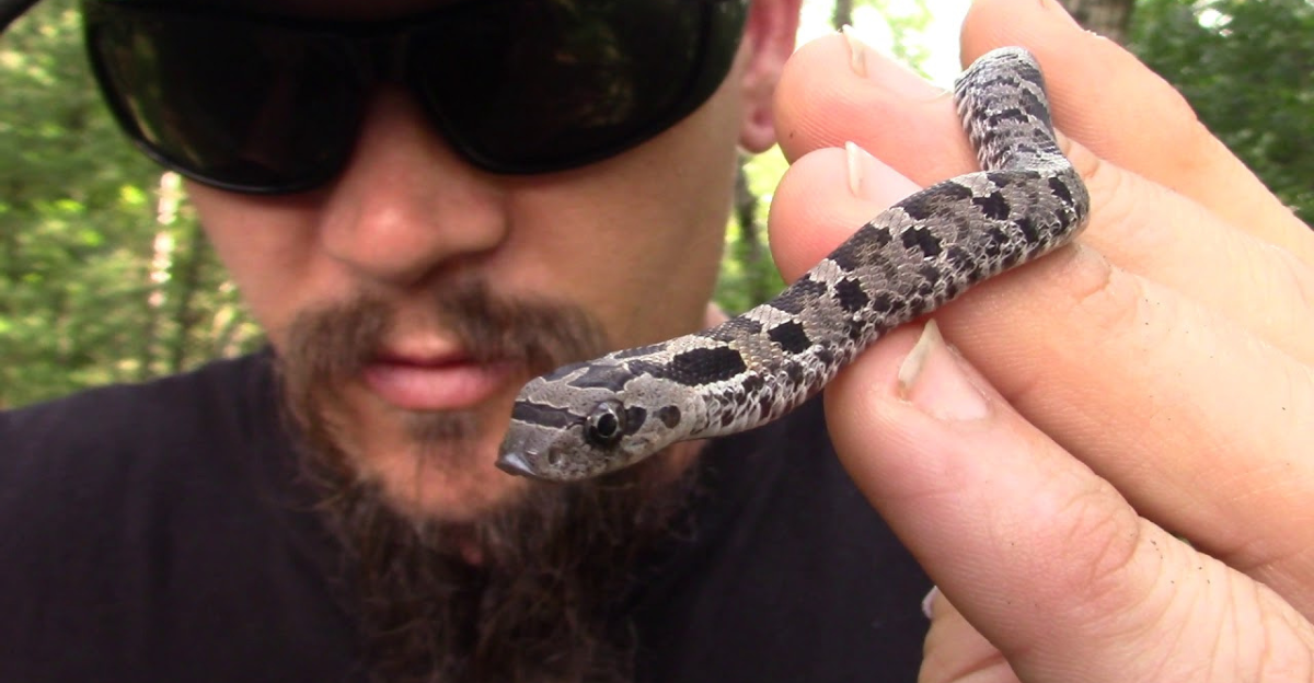 Top 9 Friendliest Snakes in the World | animalplanethq.com