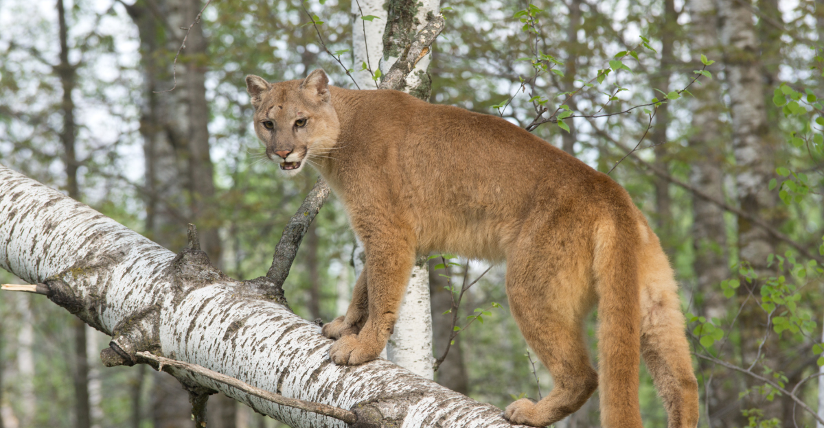 Michigan ‘Ghost’ Species Photographed For First Time In Over 100 Years ...