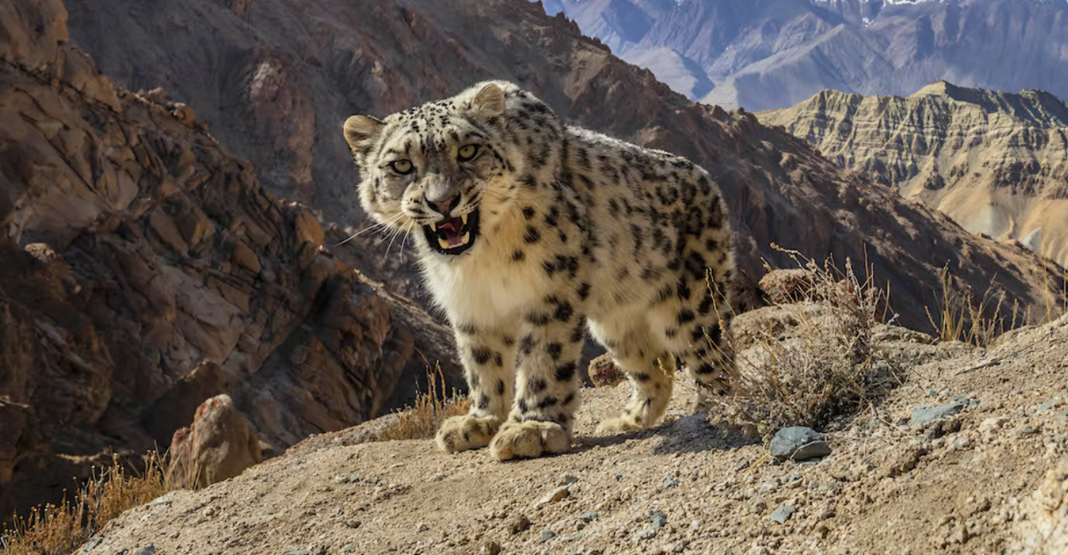 9 Rare Big Cats Facing Extinction Right Now | animalplanethq.com