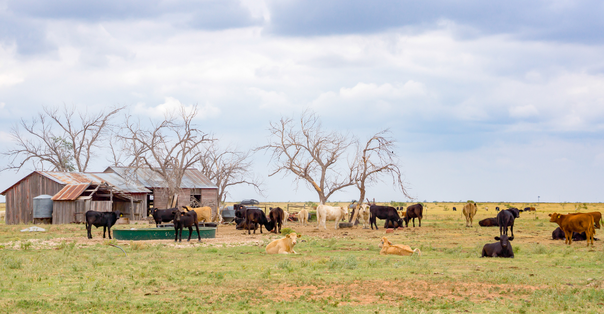 9 States With the Most Cattle That Dominate U.S. Beef Production ...