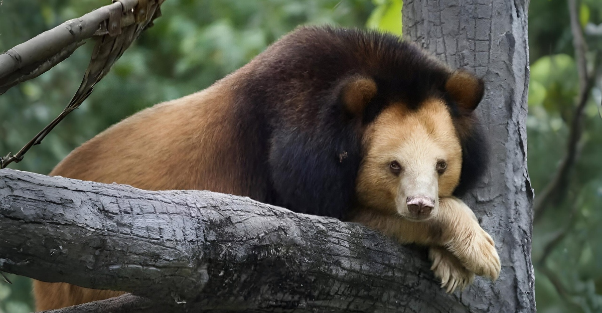 8 Rarest Bear Species in the World You’ve Probably Never Heard Of ...