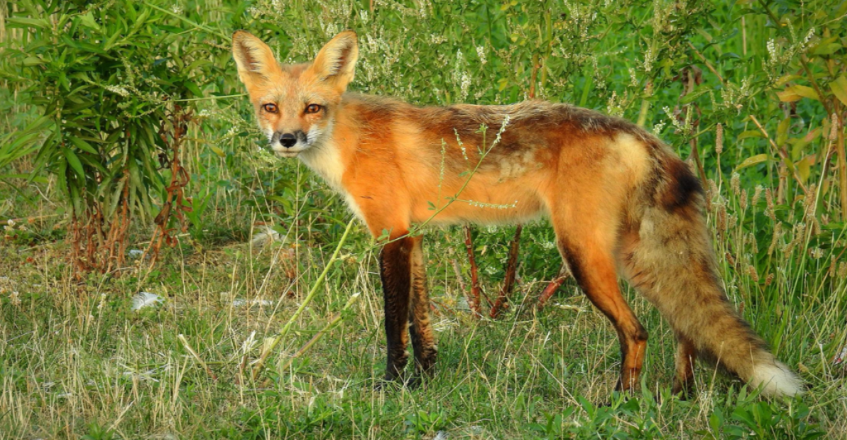 These States Are Home to America’s Largest Fox Populations ...