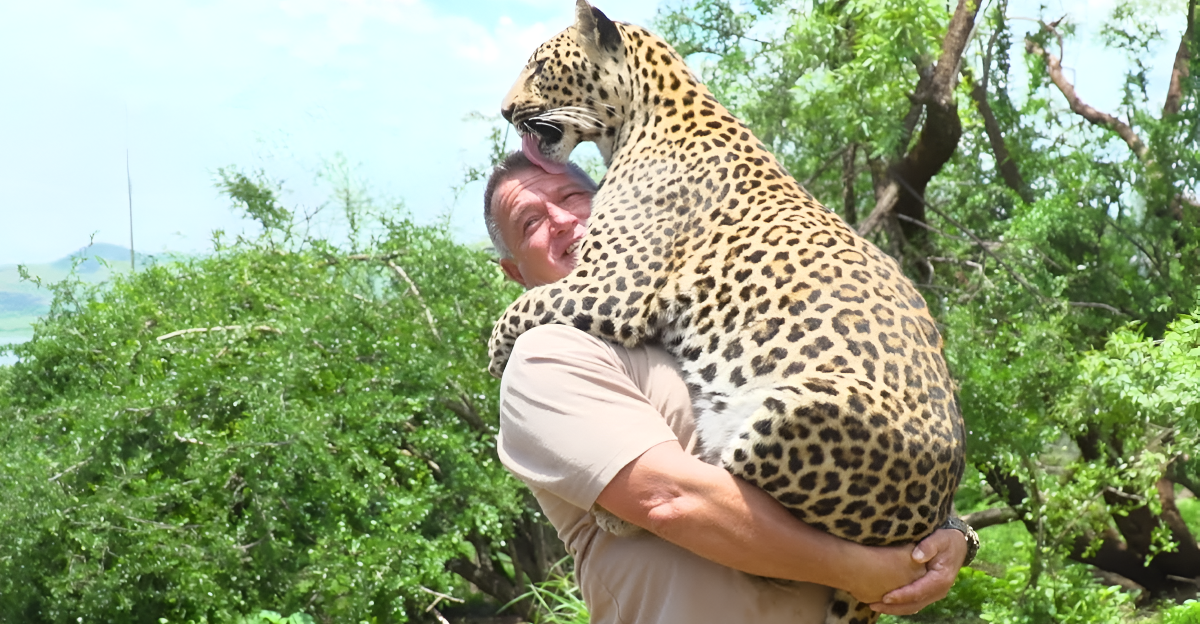 8 Wild Cats That Can Form Deep Attachments With Humans | animalplanethq.com