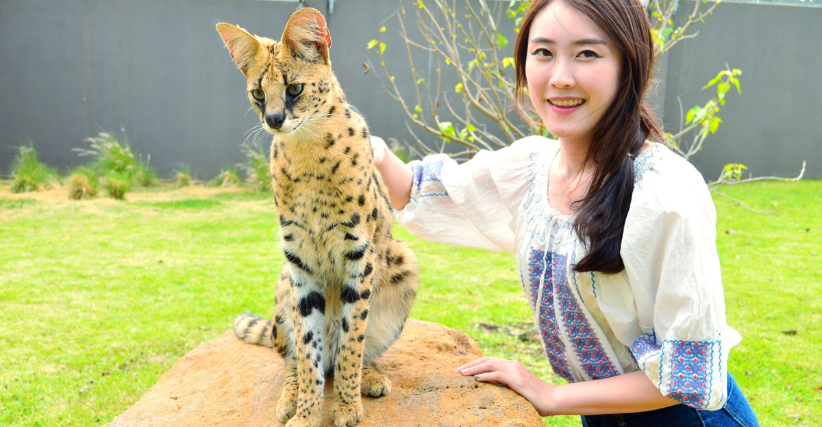 8 Wild Cats That Can Form Deep Attachments With Humans | animalplanethq.com