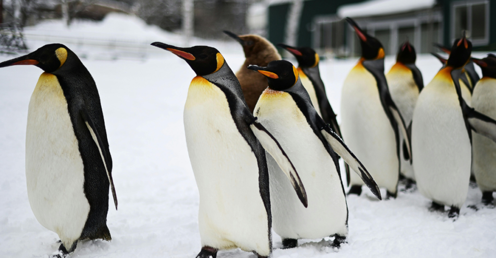 The 9 Friendliest Animals In The World | animalplanethq.com