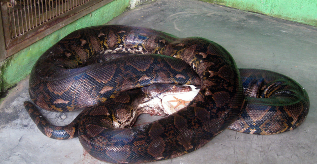18 Extinct Predators That Hunted Humans | animalplanethq.com
